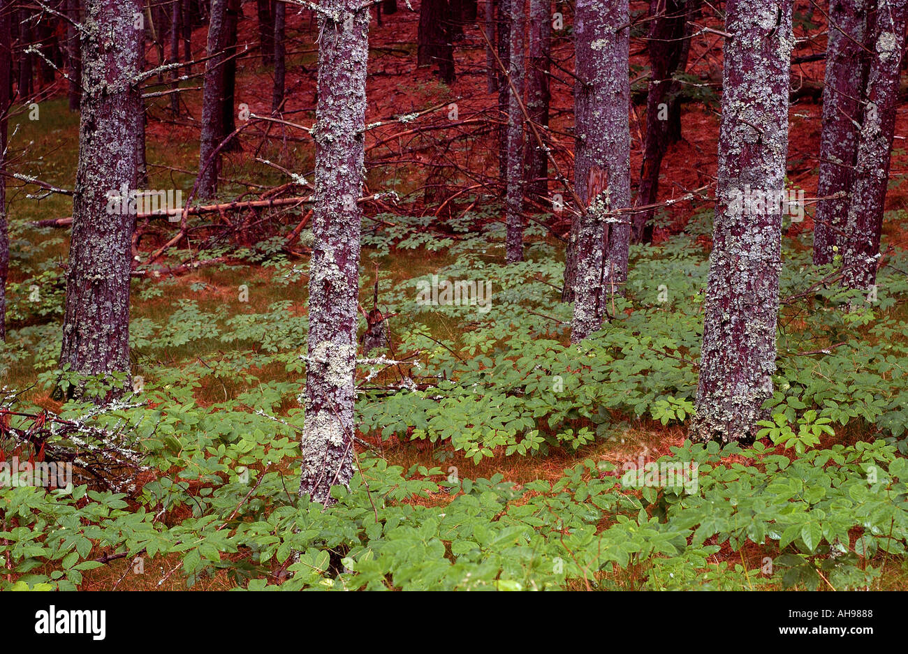 Forest with moss trees and brush Stock Photo - Alamy