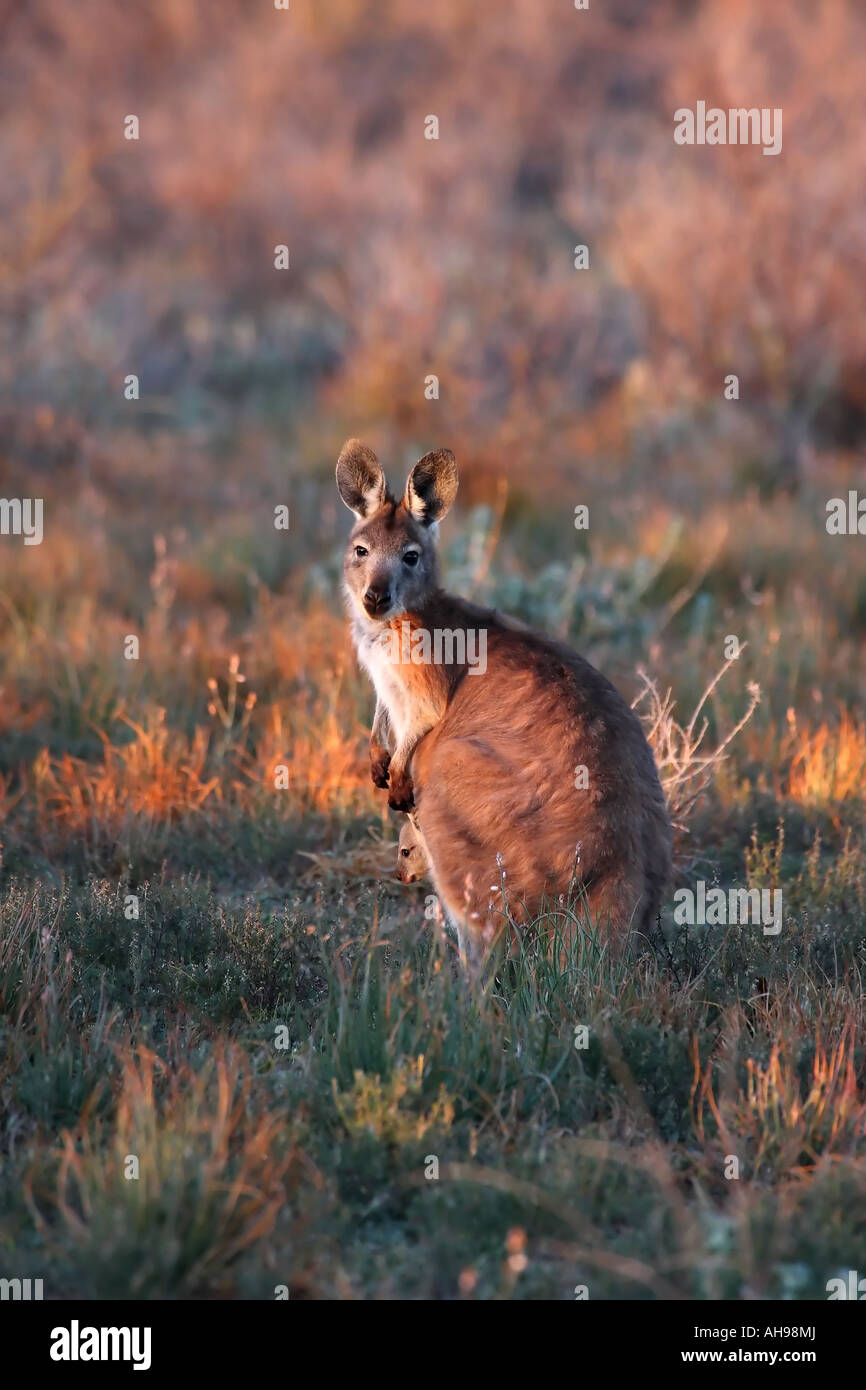 Common wallaroo or euro, macropus robustus Stock Photo - Alamy