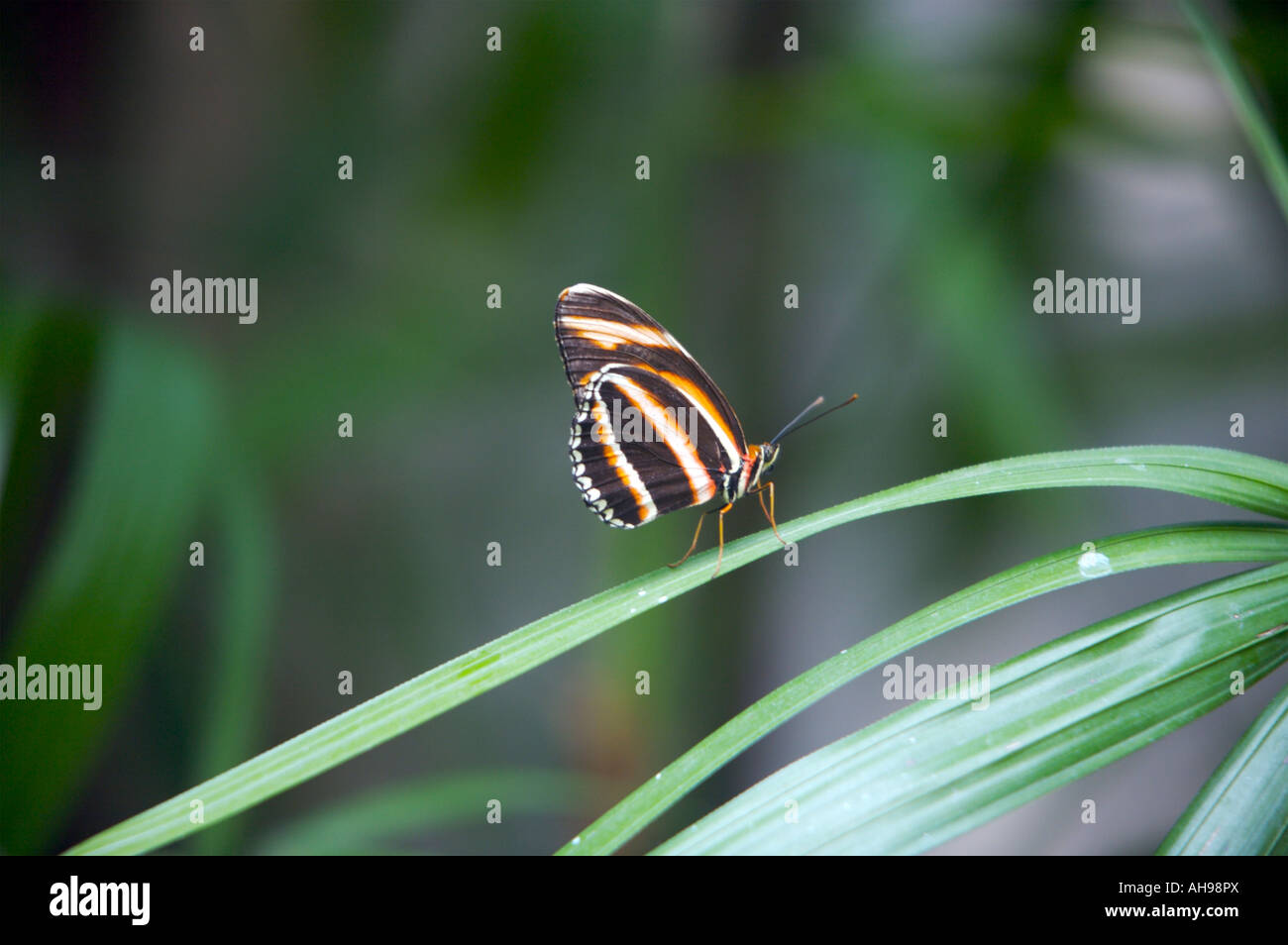 Small striped butterfly Stock Photo - Alamy