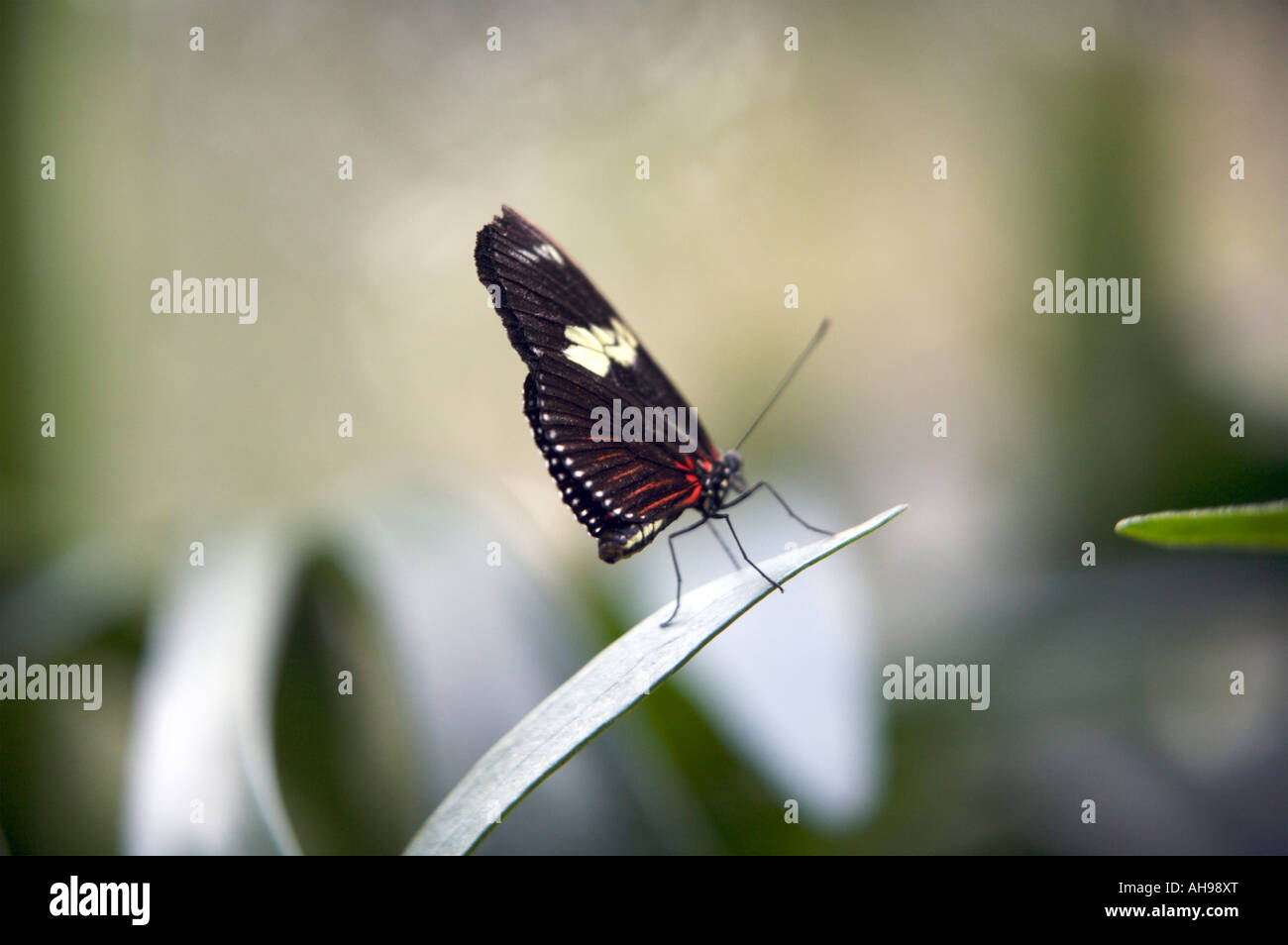 Butterfly looking forward Stock Photo - Alamy