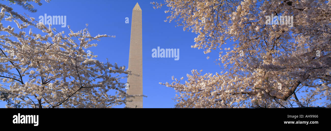 Prunus obelisk hi-res stock photography and images - Alamy