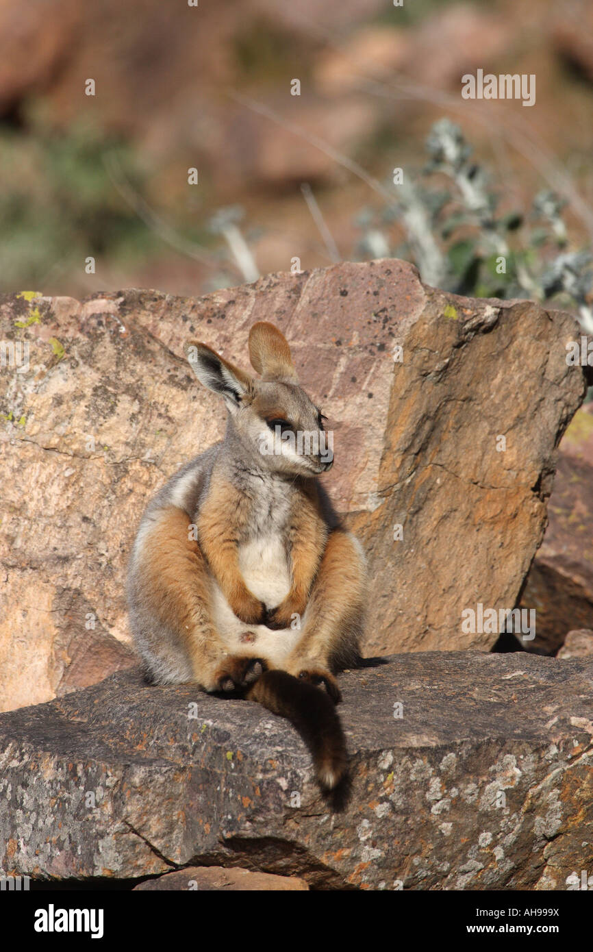 Yellow-footed rock wallaby, petrogale xanthopus, single juvenille ...
