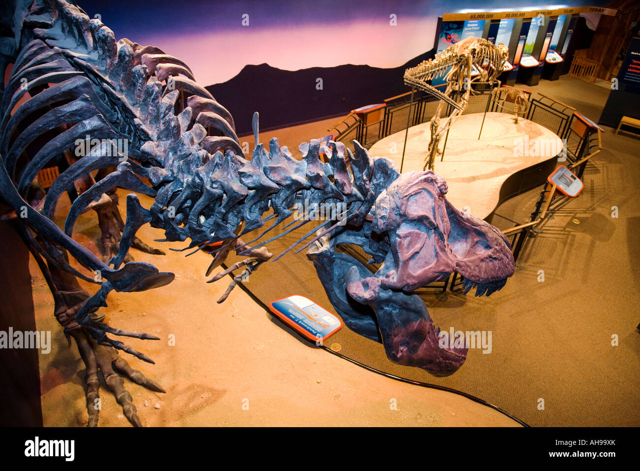 ILLINOIS Rockford Dinosaur skeletons on display Jane young ...