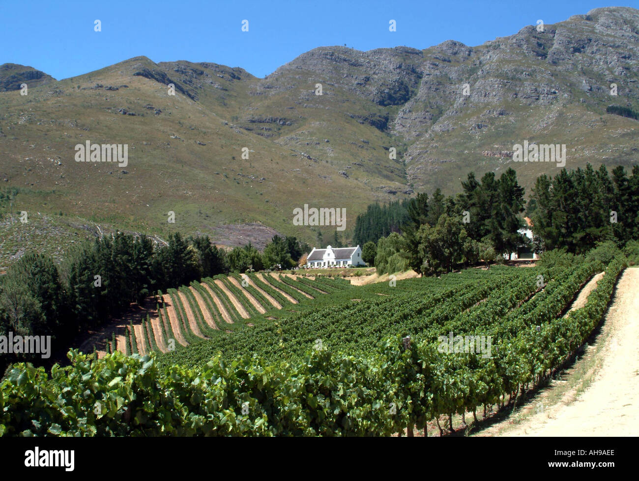 Dieu donne vineyards hi-res stock photography and images - Alamy
