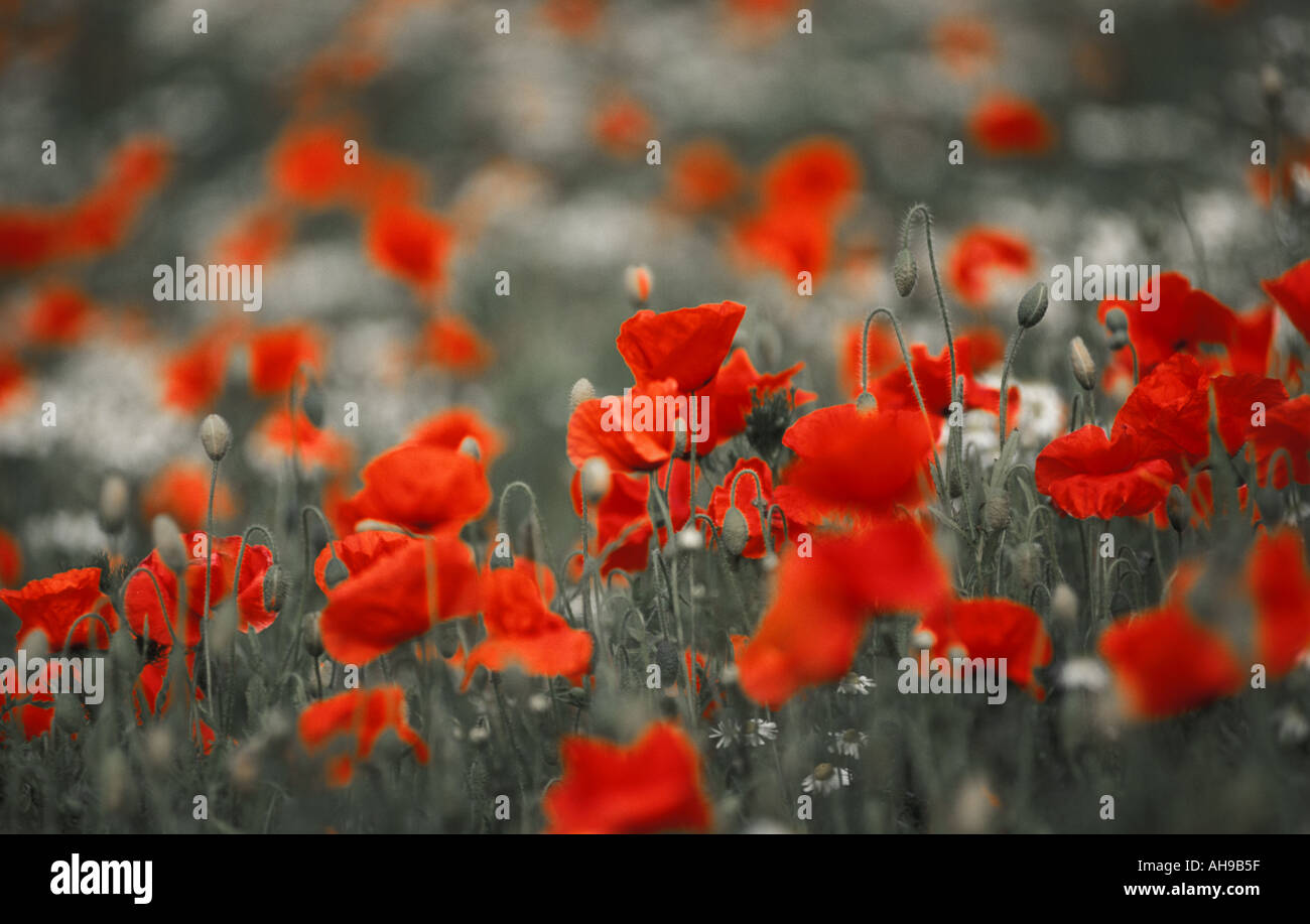 Remembrance day poppy black and white hi-res stock photography and ...