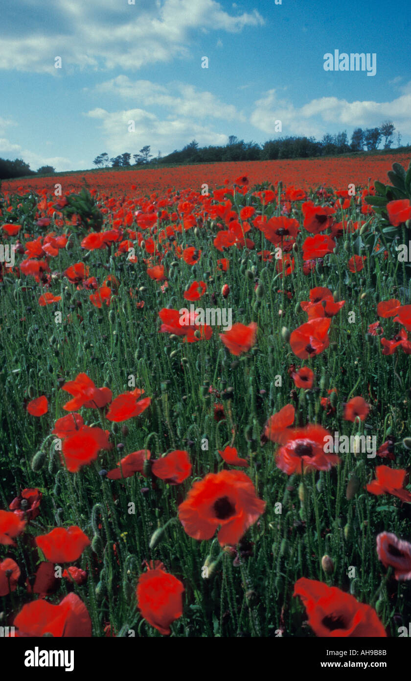 Field of poppies blowing in the wind Stock Photo - Alamy