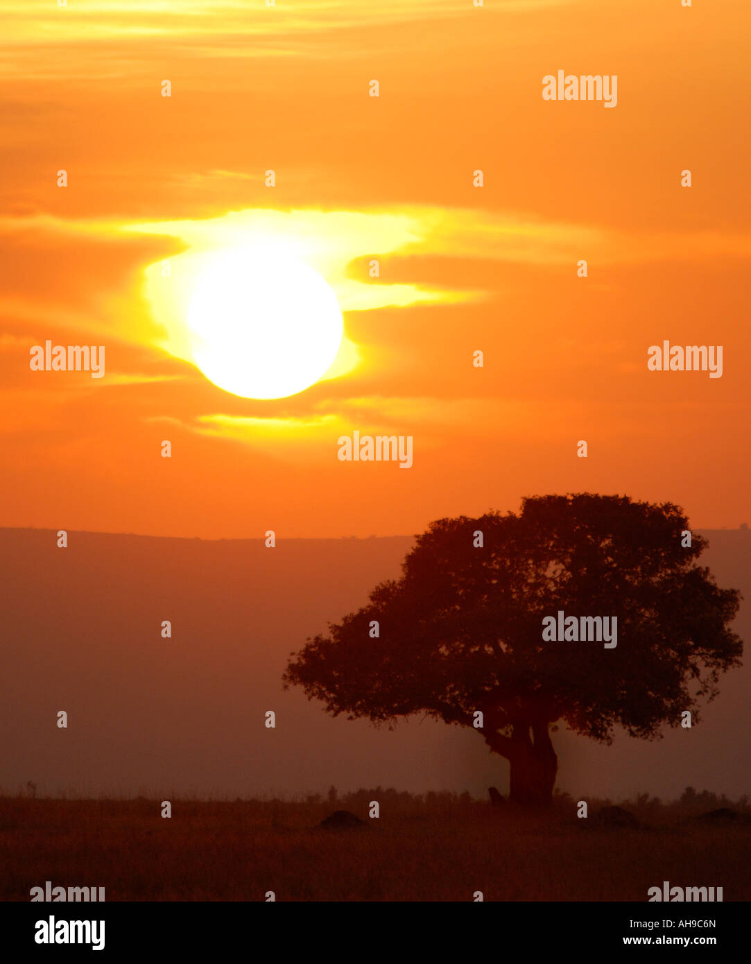 Balanites tree silhouetted against a sunset sky in the Masai Mara ...