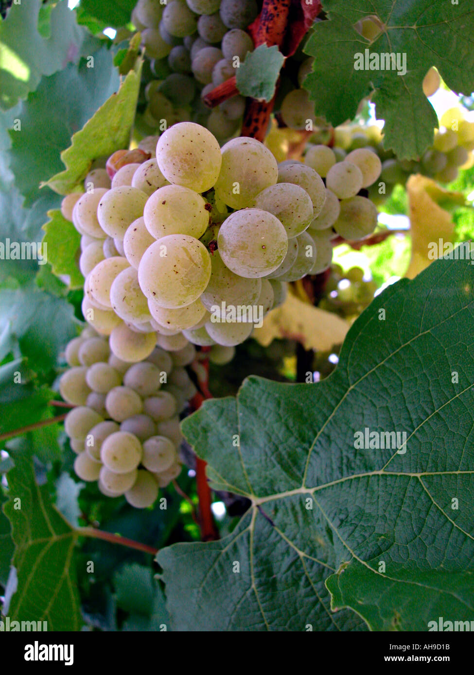 white grapevine Silvaner Stock Photo - Alamy