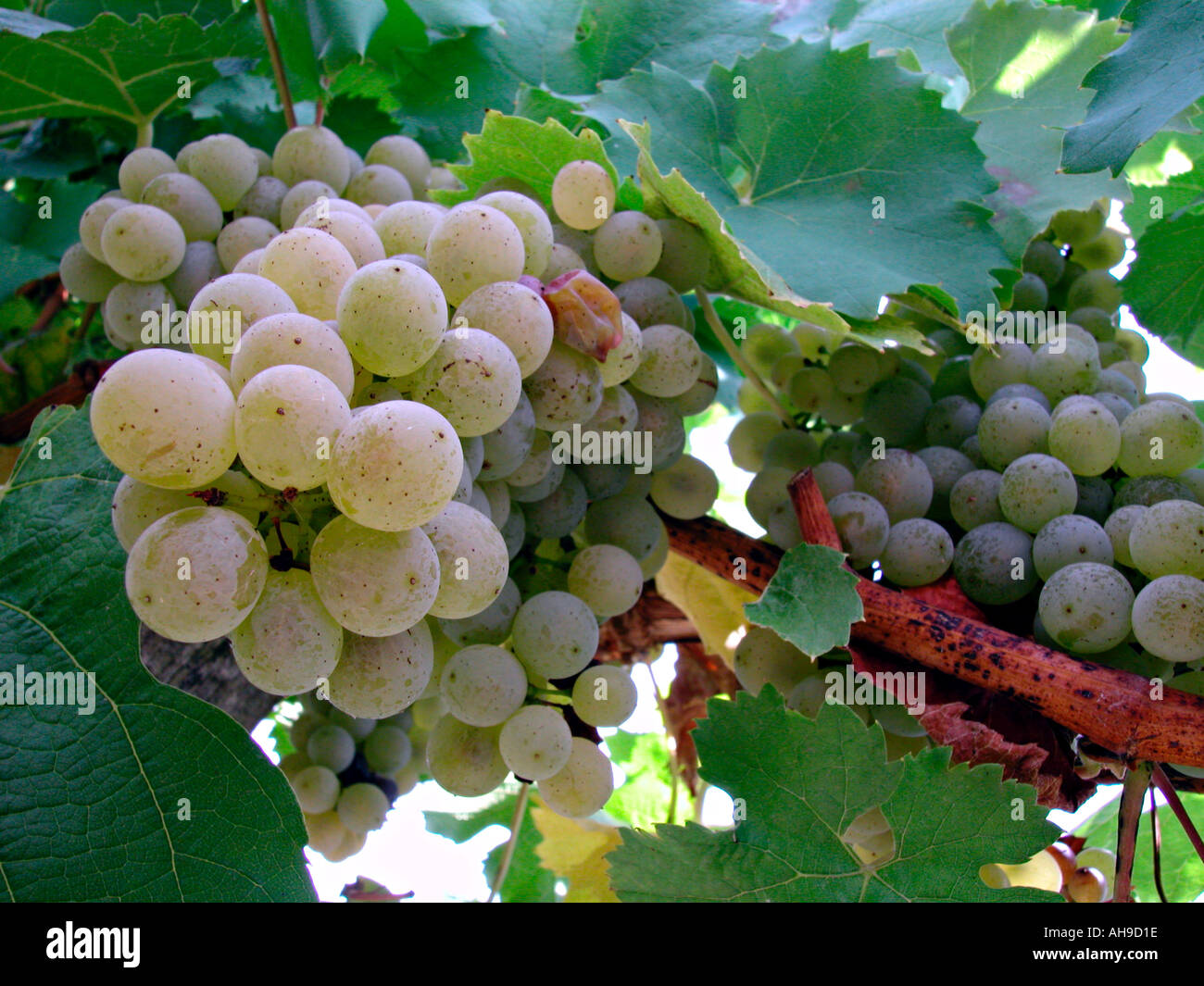 white grapevine Silvaner Stock Photo - Alamy