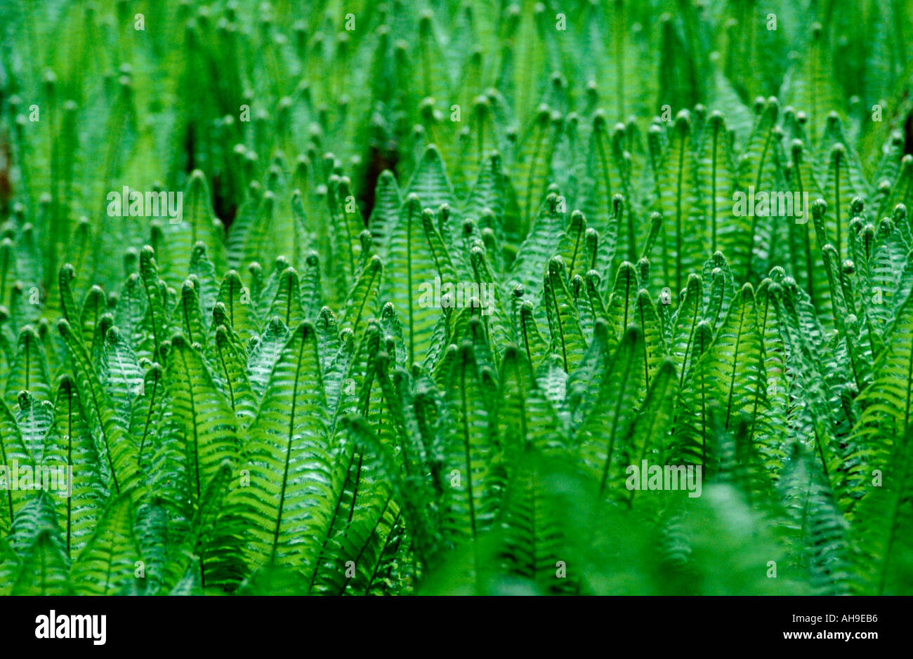 Moose fern hi-res stock photography and images - Alamy