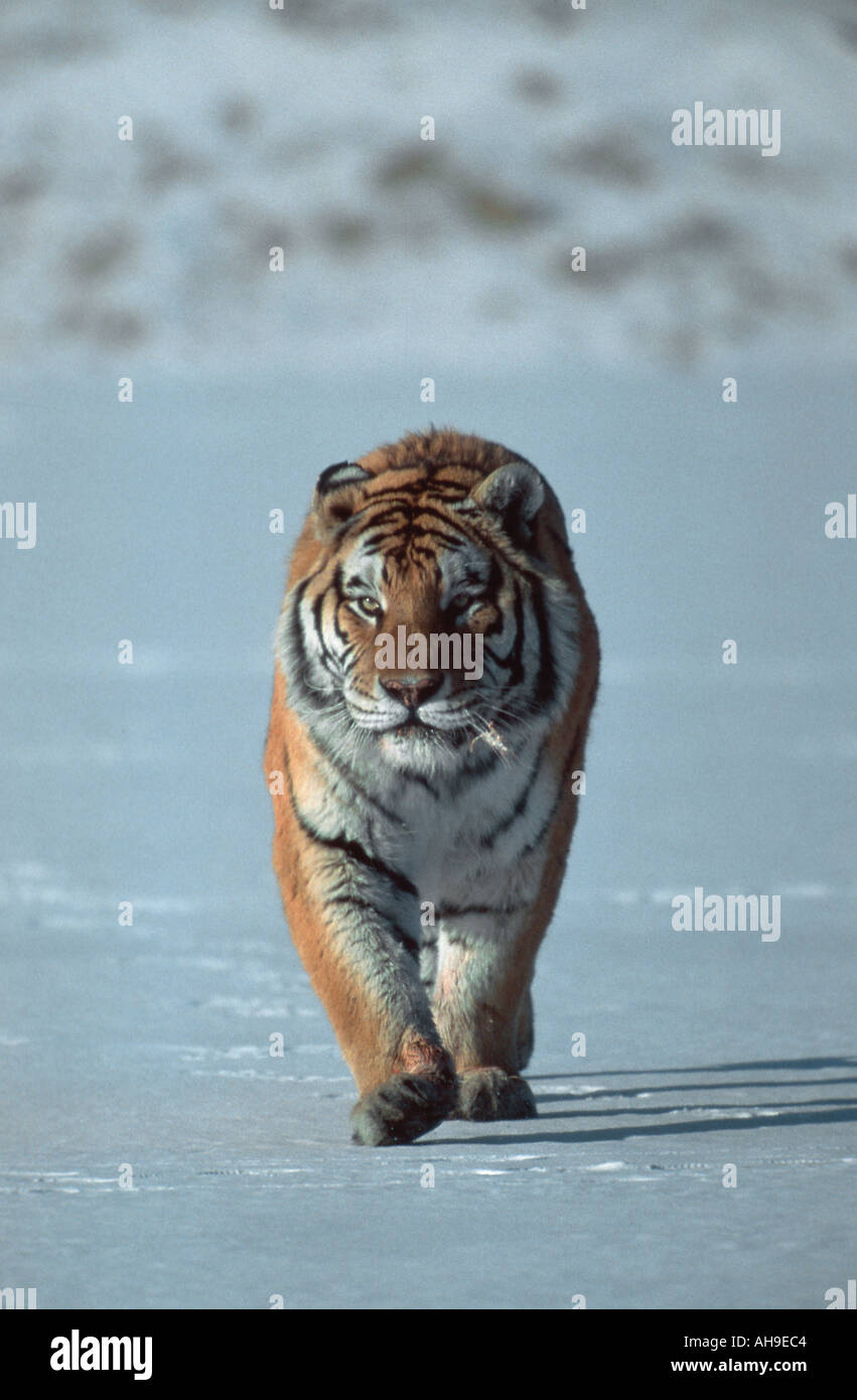 Siberian Tiger Panthera tigris altaica Stock Photo - Alamy