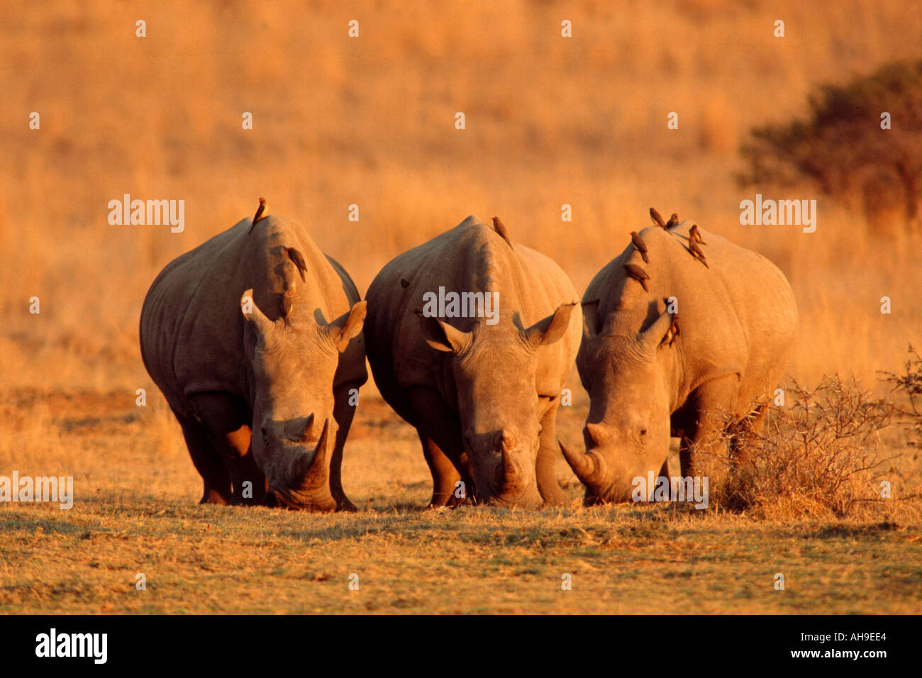 Wide mouthed Rhinoceros Ceratotherium simum Gauteng Province South ...