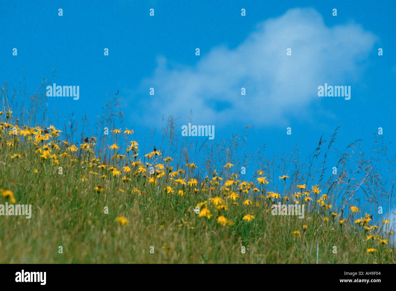 Alpine meadow Mountain Arnica Arnica montana Stock Photo - Alamy