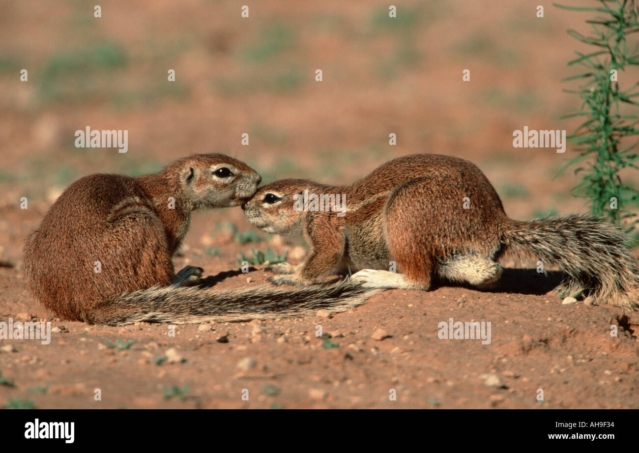 Cape Ground Squirrels Xerus inauris Kalahari Gemsbok Park South Africa ...