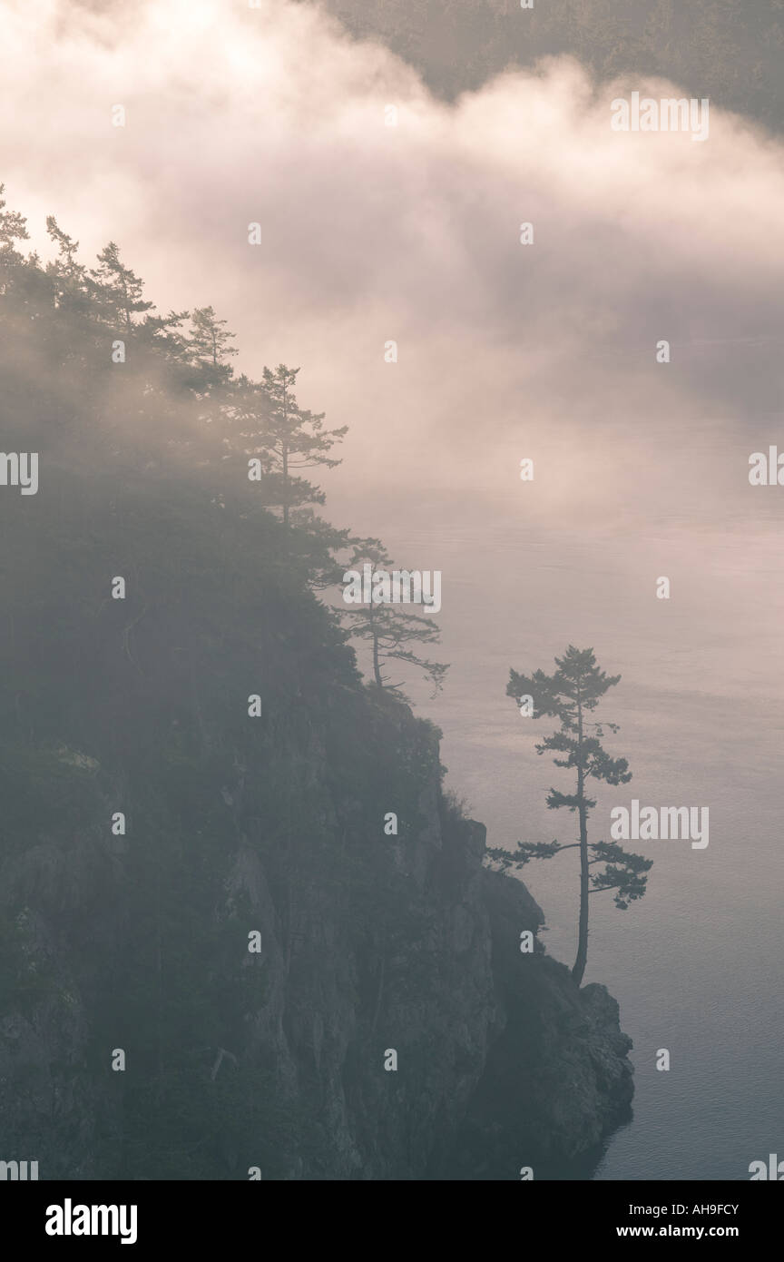 Lone cedar tree hi-res stock photography and images - Alamy