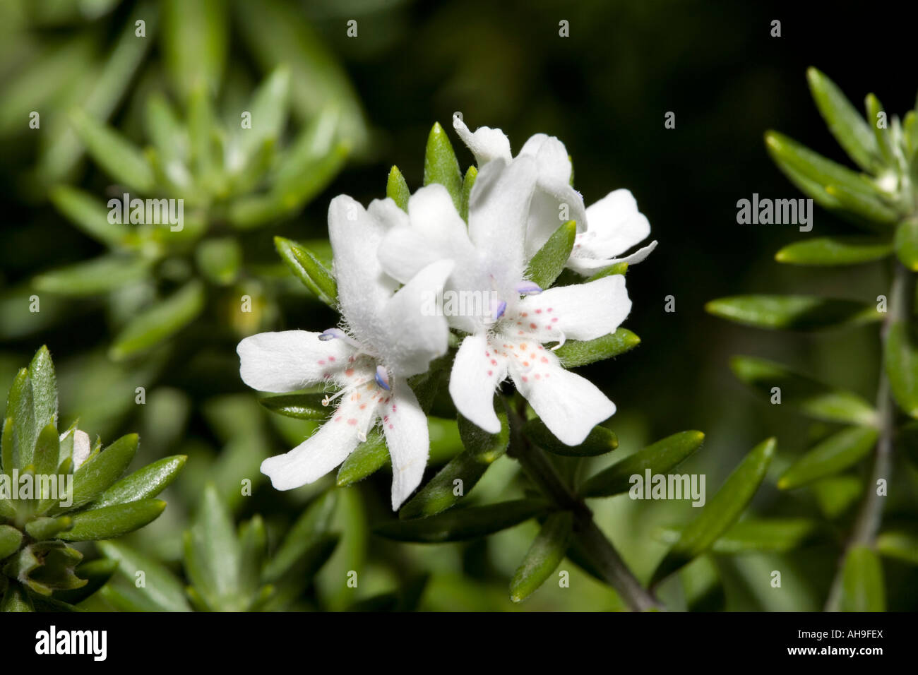 Westringia- Westringia eremicola- Family Lamiaceae Stock Photo - Alamy