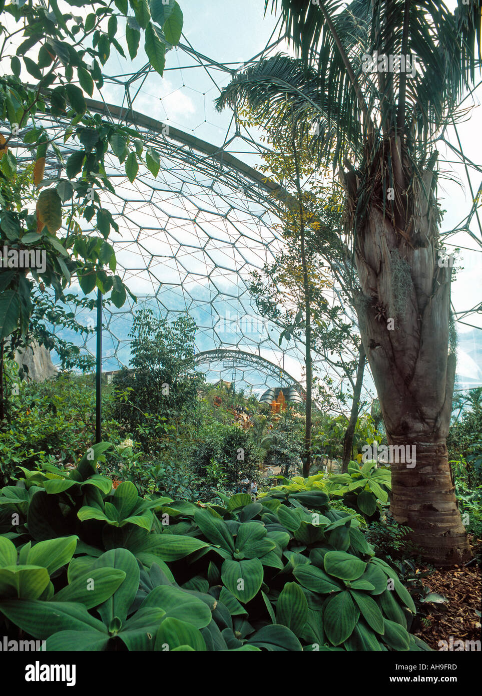 Interior of the Eden Project showing lush planting Stock Photo - Alamy