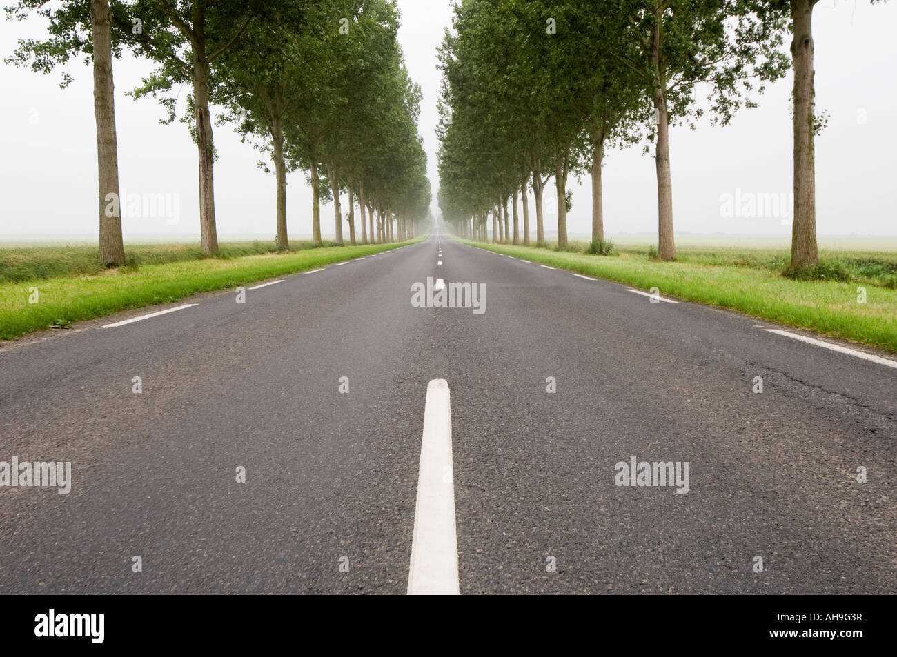 Rows of trees along empty road Stock Photo - Alamy Rows of trees along empty road Stock Photo - Alamy
