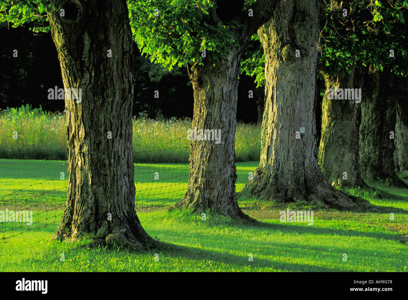 Oak Trees lined up on a rural road in Ohio Stock Photo - Alamy