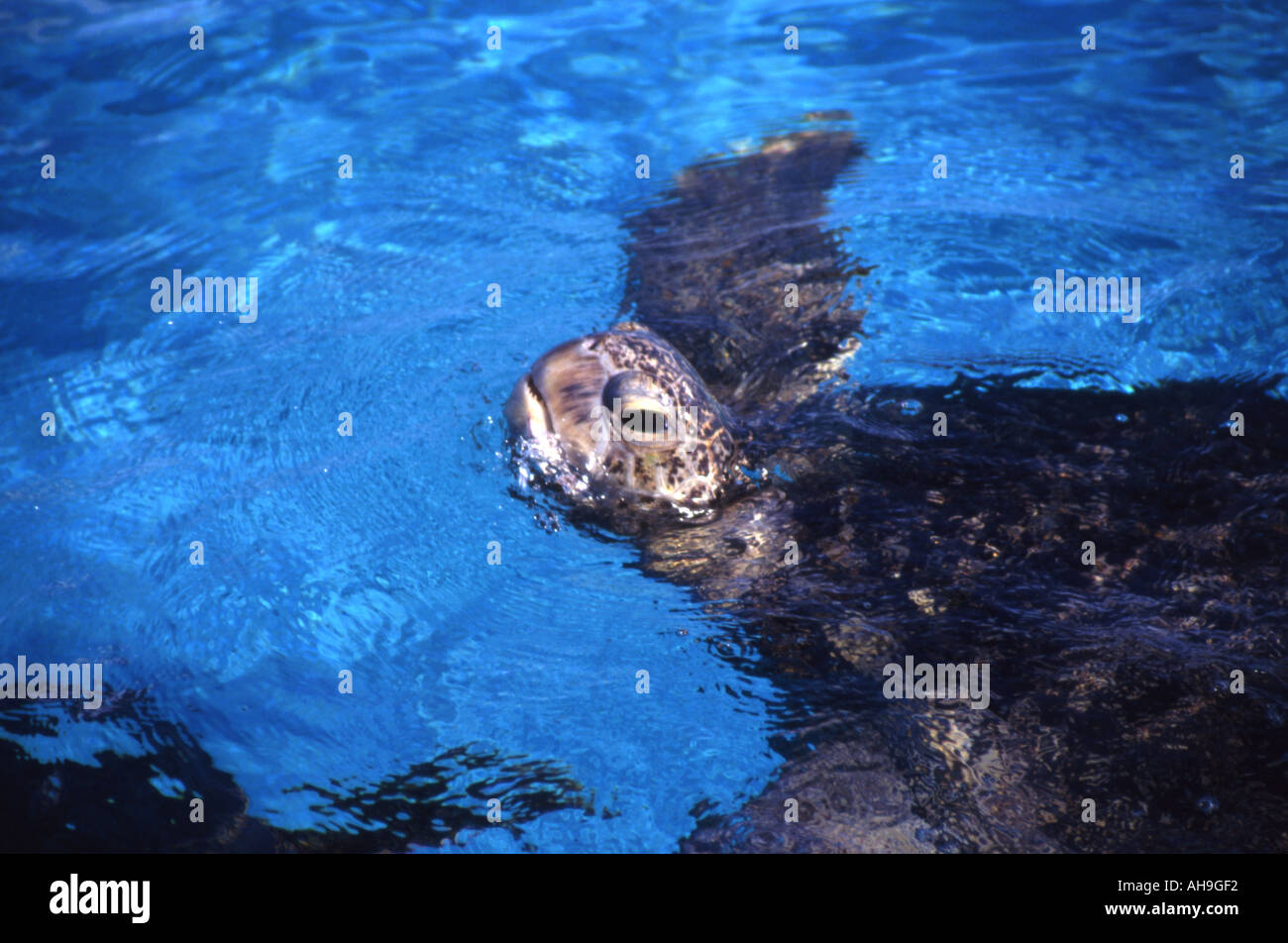 Sea turtle okinawa japan hi-res stock photography and images - Alamy