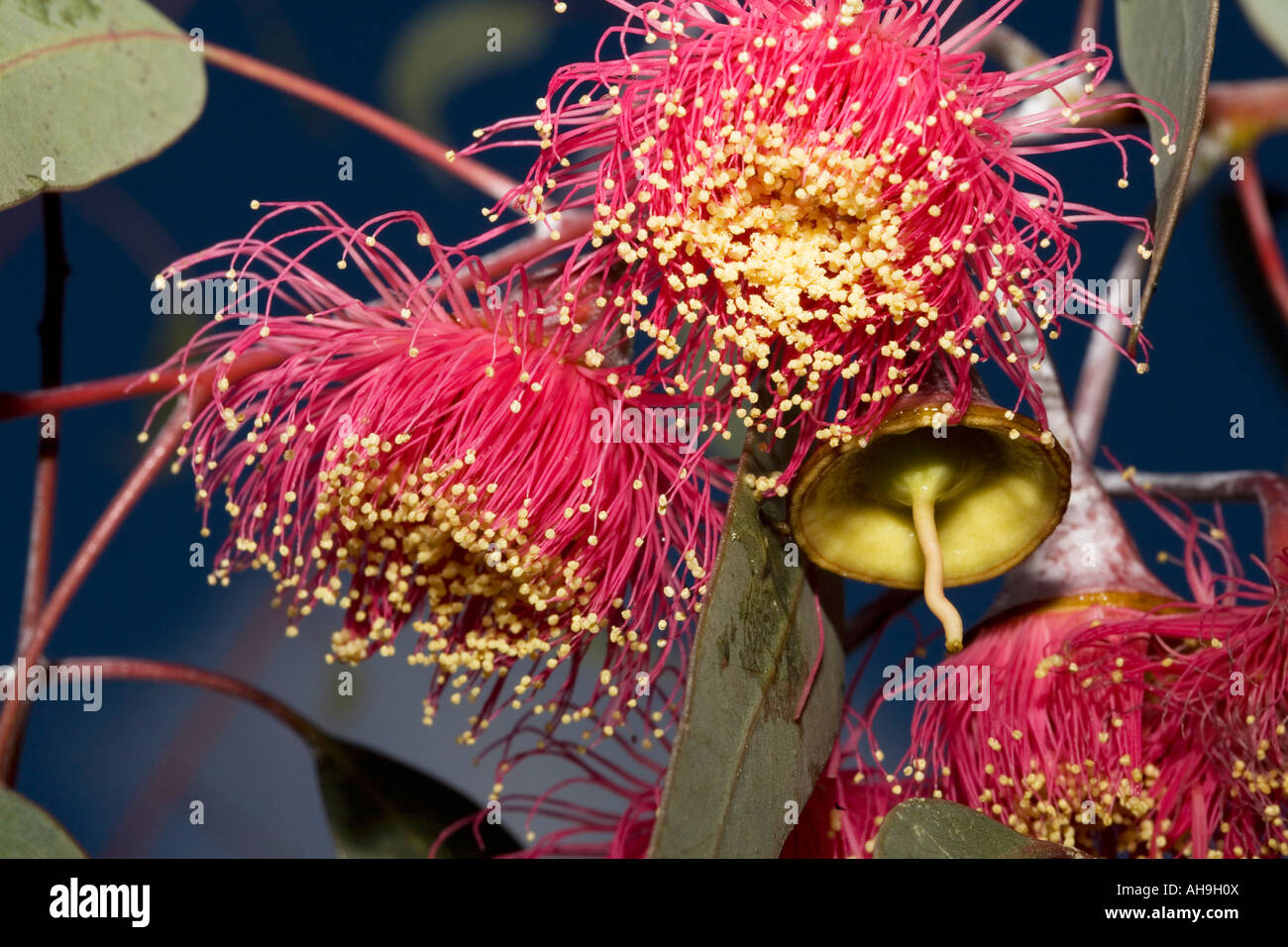 Silver princess hi-res stock photography and images - Alamy