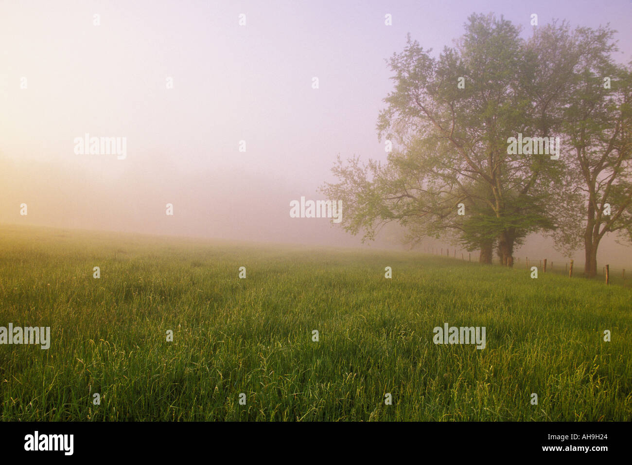 Fog Covered Meadow in Cades Cove in Great Smoky Mountains National ...