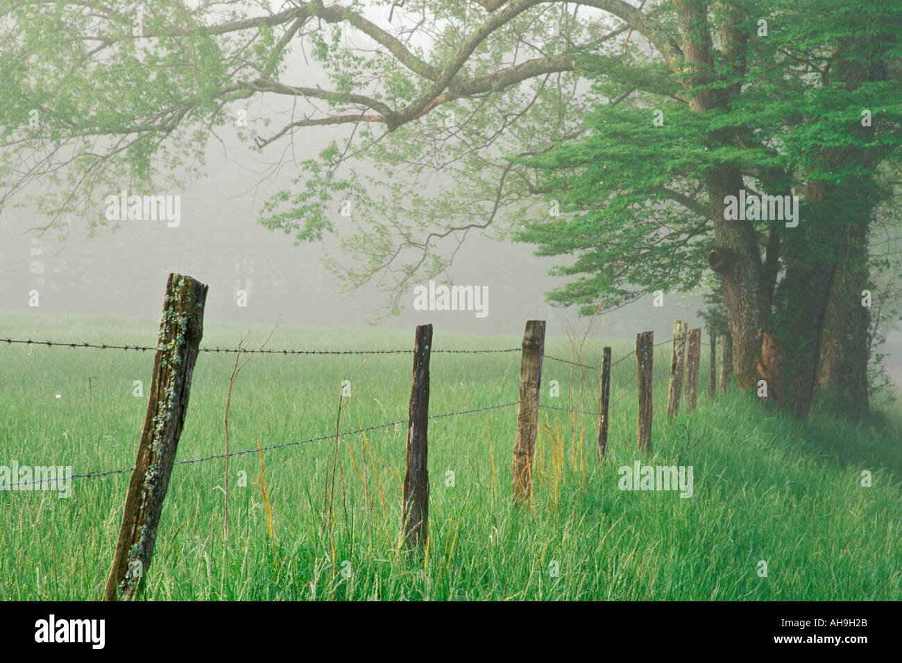 Fence Row in a Fog Covered Meadow Great Smoky Mountains National Park ...