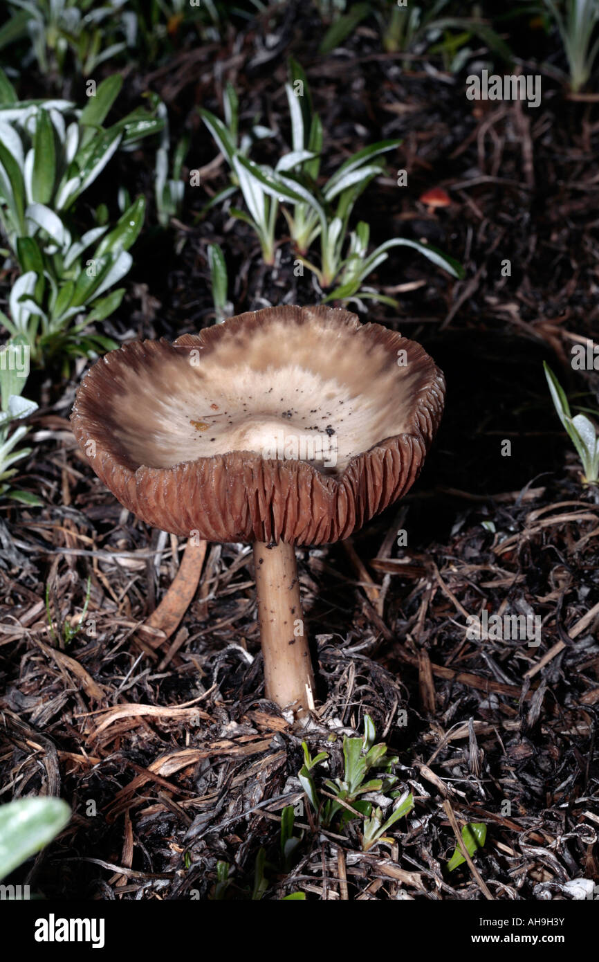 Basidiomycota Gill