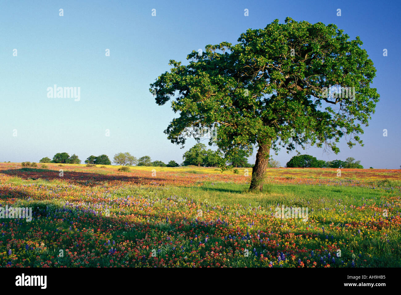 Lone Oak tree in the colorful wildflower Meadow in Texas Hill Country ...
