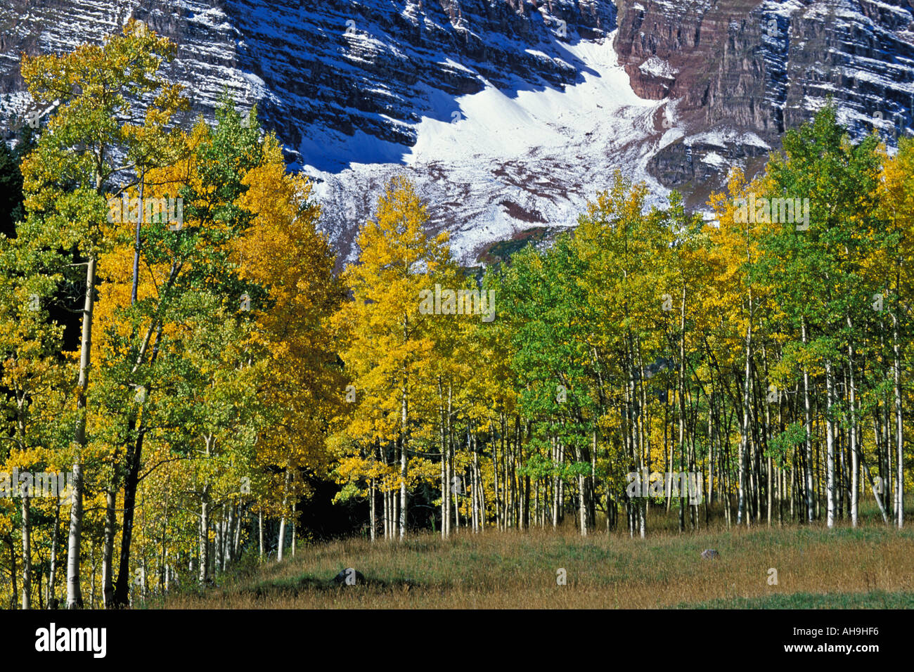 Autumn colored trees located deep in the San Juan Mountains in Colorado ...