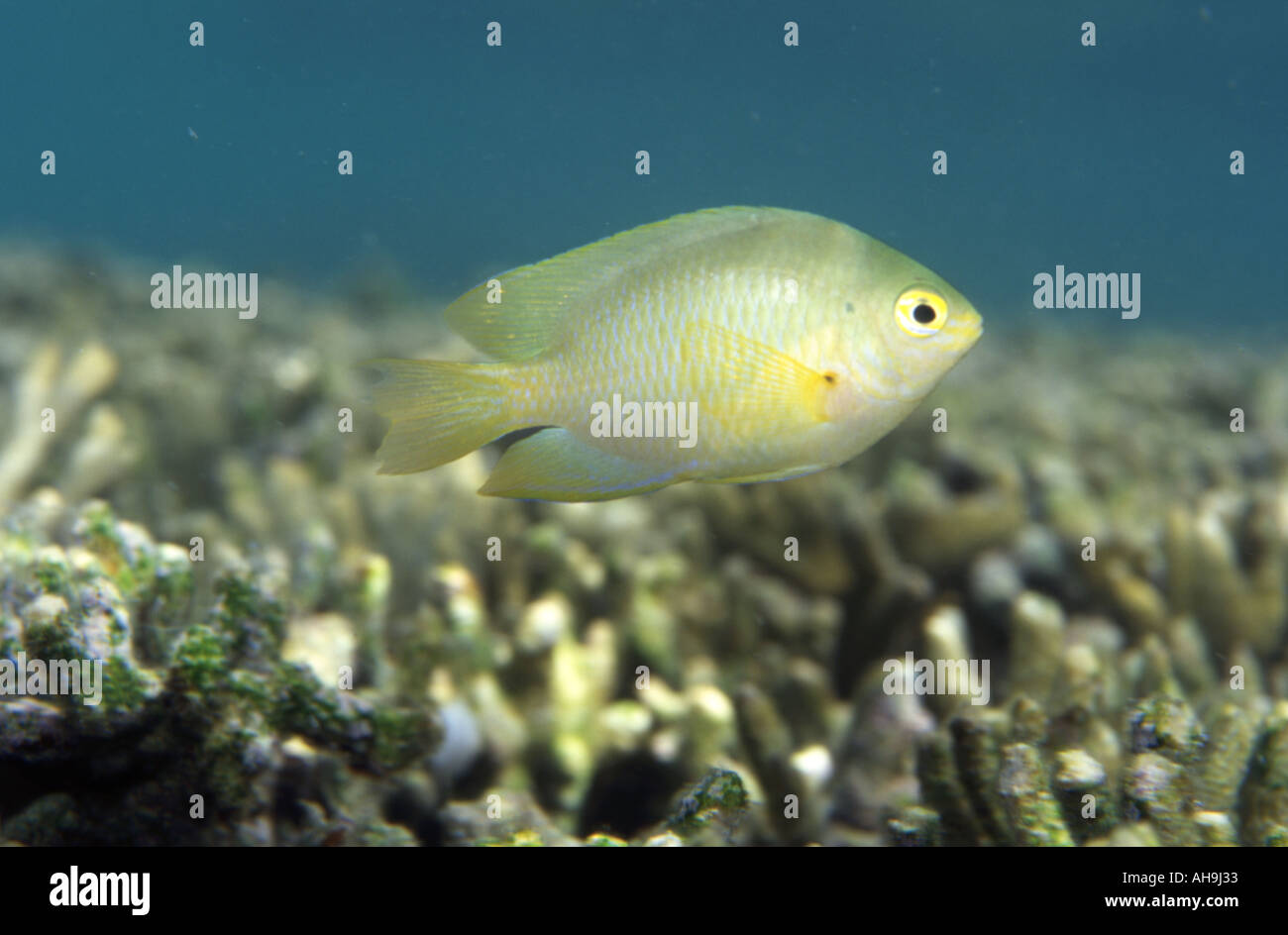 small yellow coral reef fish okinawa japan Stock Photo - Alamy