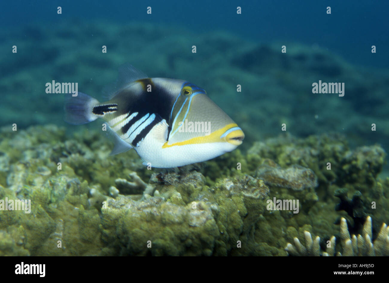 Trigger fish hi-res stock photography and images - Alamy