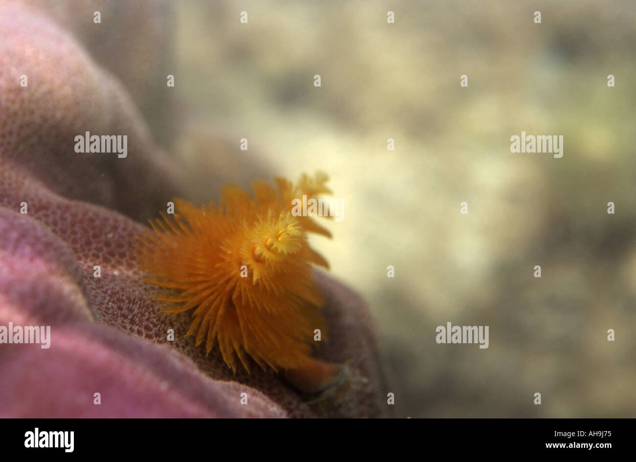 Worm coral hi-res stock photography and images - Alamy
