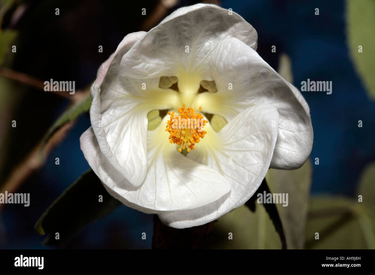Hybrid abutilon hi-res stock photography and images - Alamy