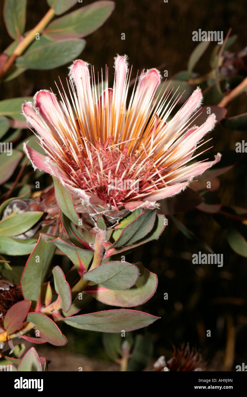 Protea aurea hi-res stock photography and images - Alamy
