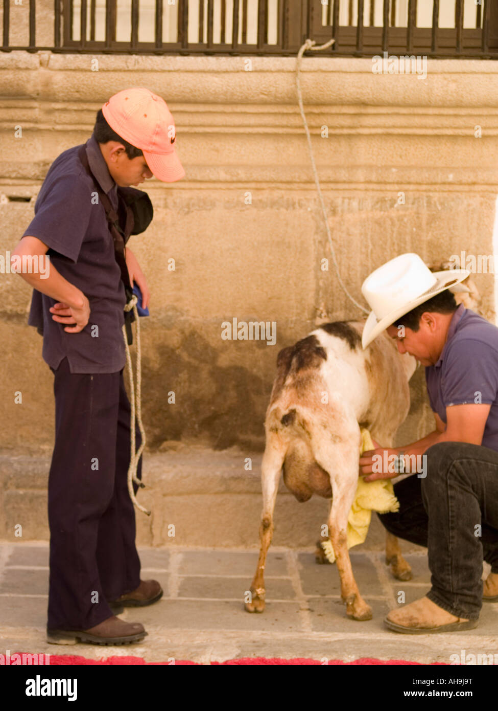 Father son goat hi-res stock photography and images - Alamy