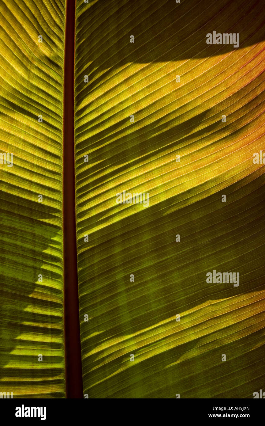 Palm leaf in sunlight and shade Stock Photo - Alamy