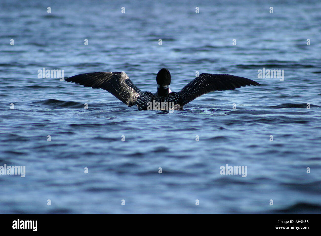 Common Loon with Spread Wings Stock Photo - Alamy