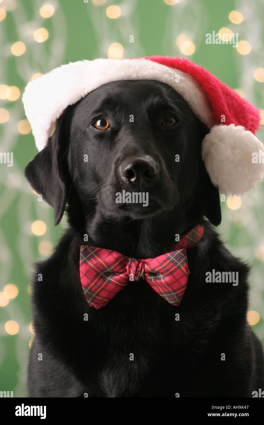 Black labrador retriever and red hat hi-res stock photography and ...