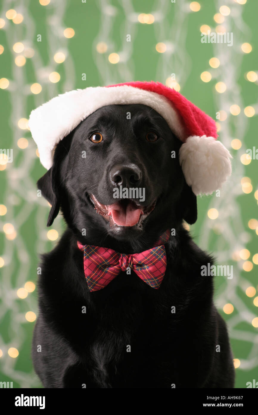 Black Lab with Santa Hat Stock Photo - Alamy