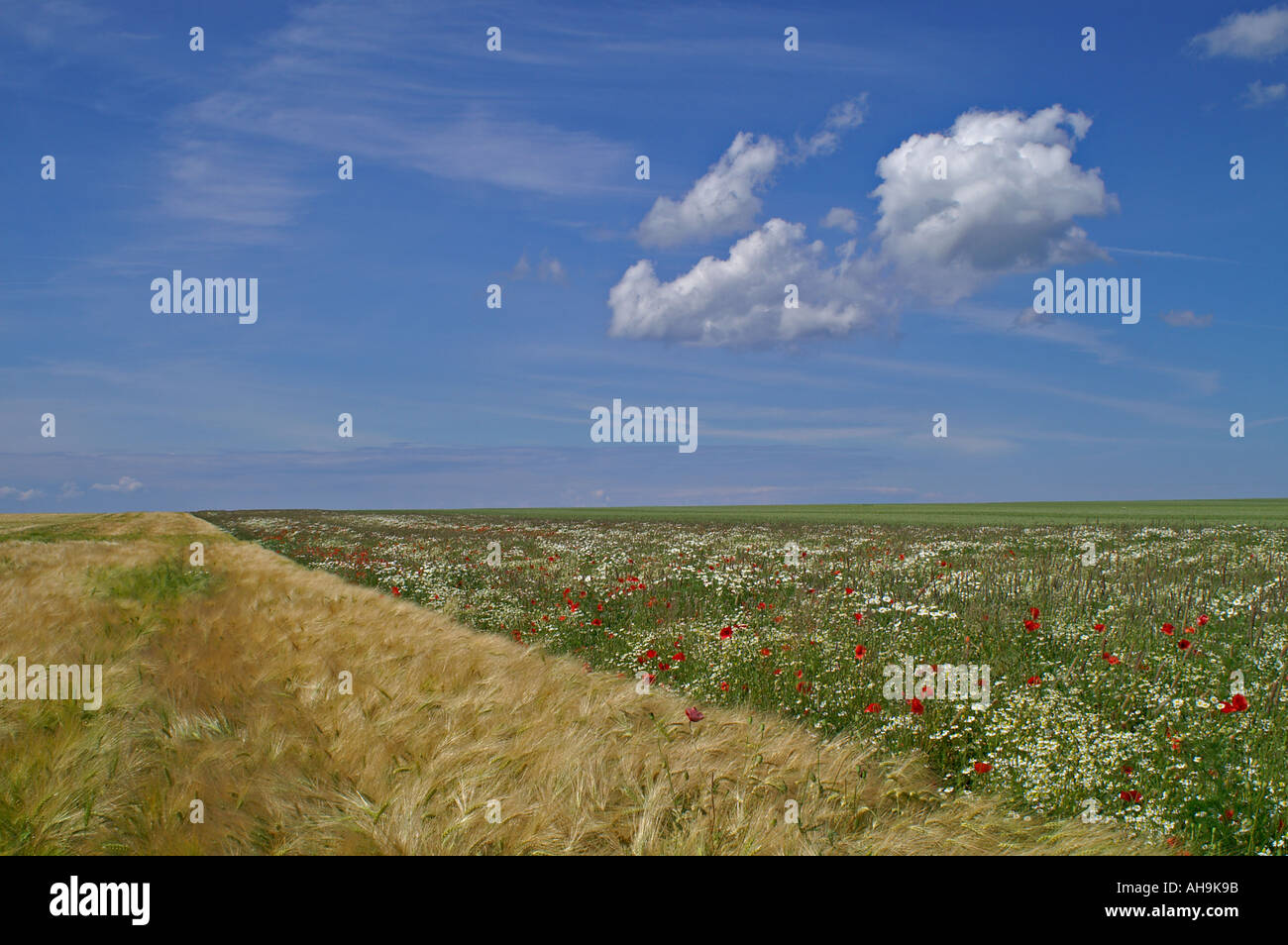 corn field border herbal Stock Photo - Alamy