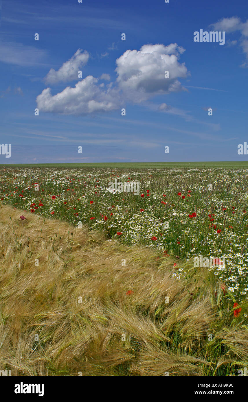 corn field border herbal Stock Photo - Alamy