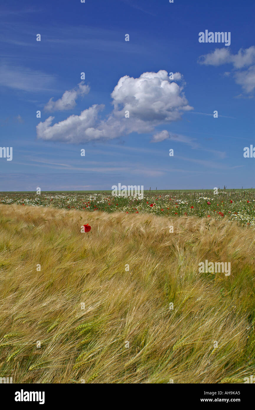 corn field border herbal Stock Photo - Alamy