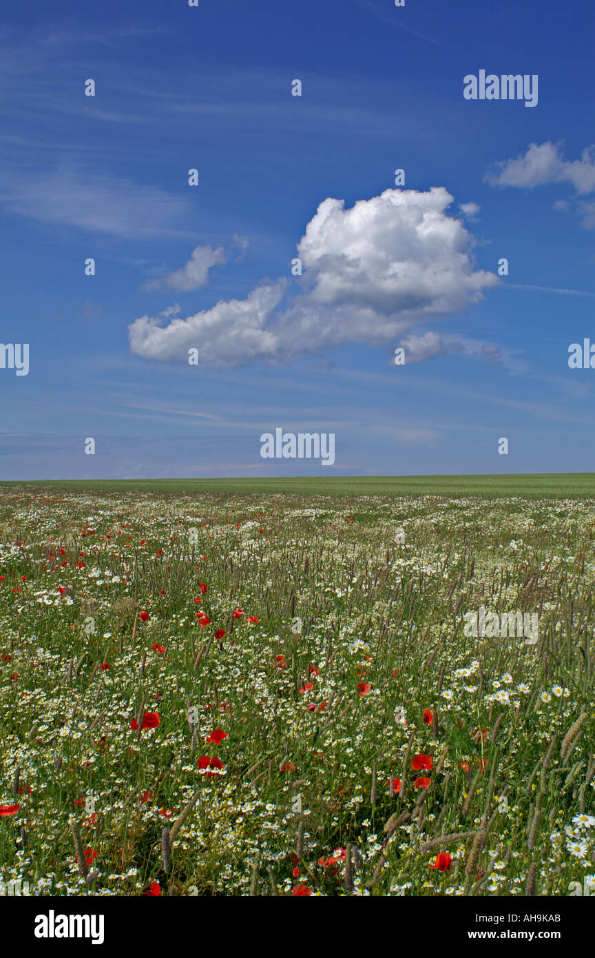 corn field border herbal Stock Photo - Alamy