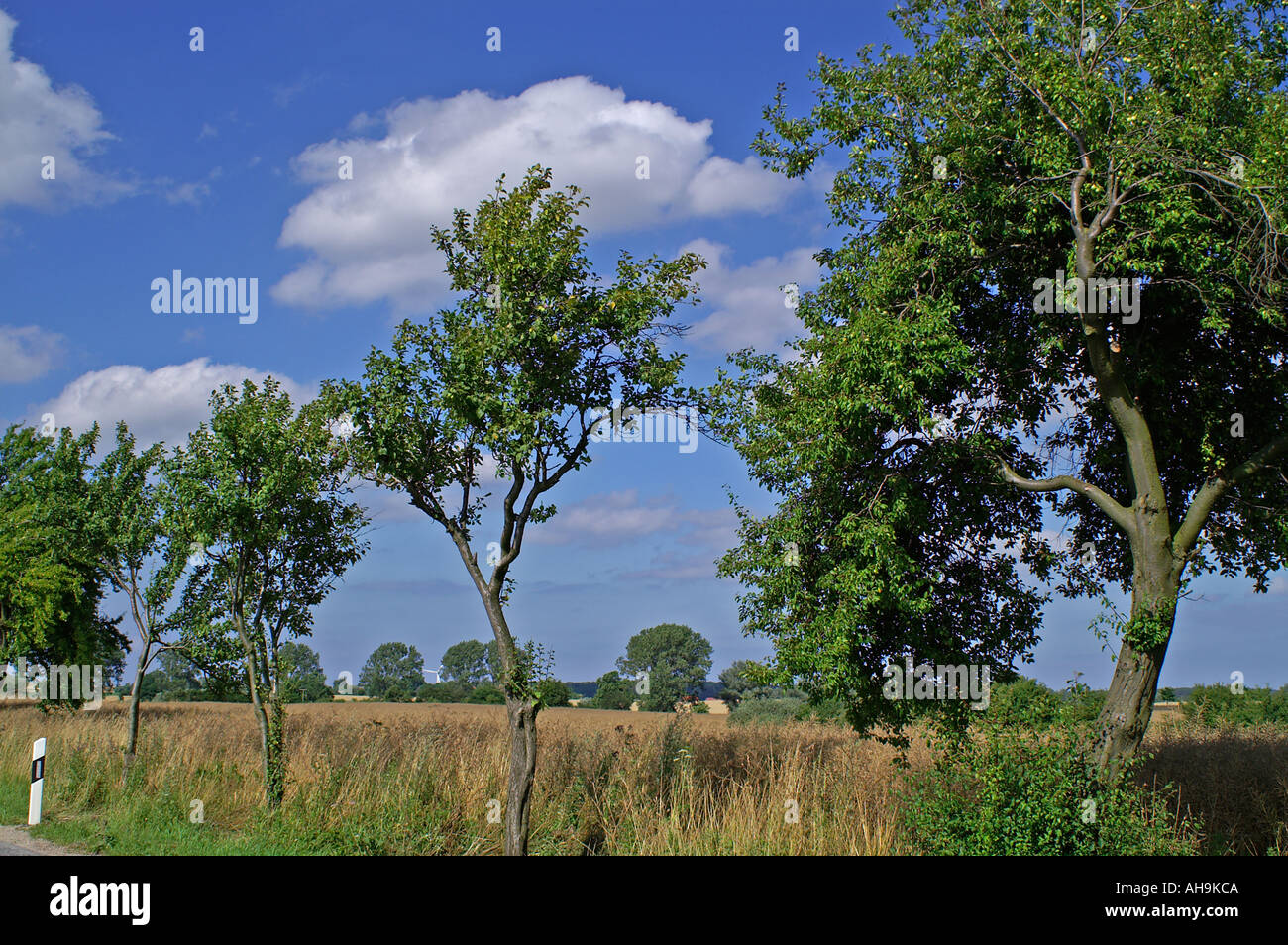 landscape mecklenburg old fruit trees Stock Photo - Alamy