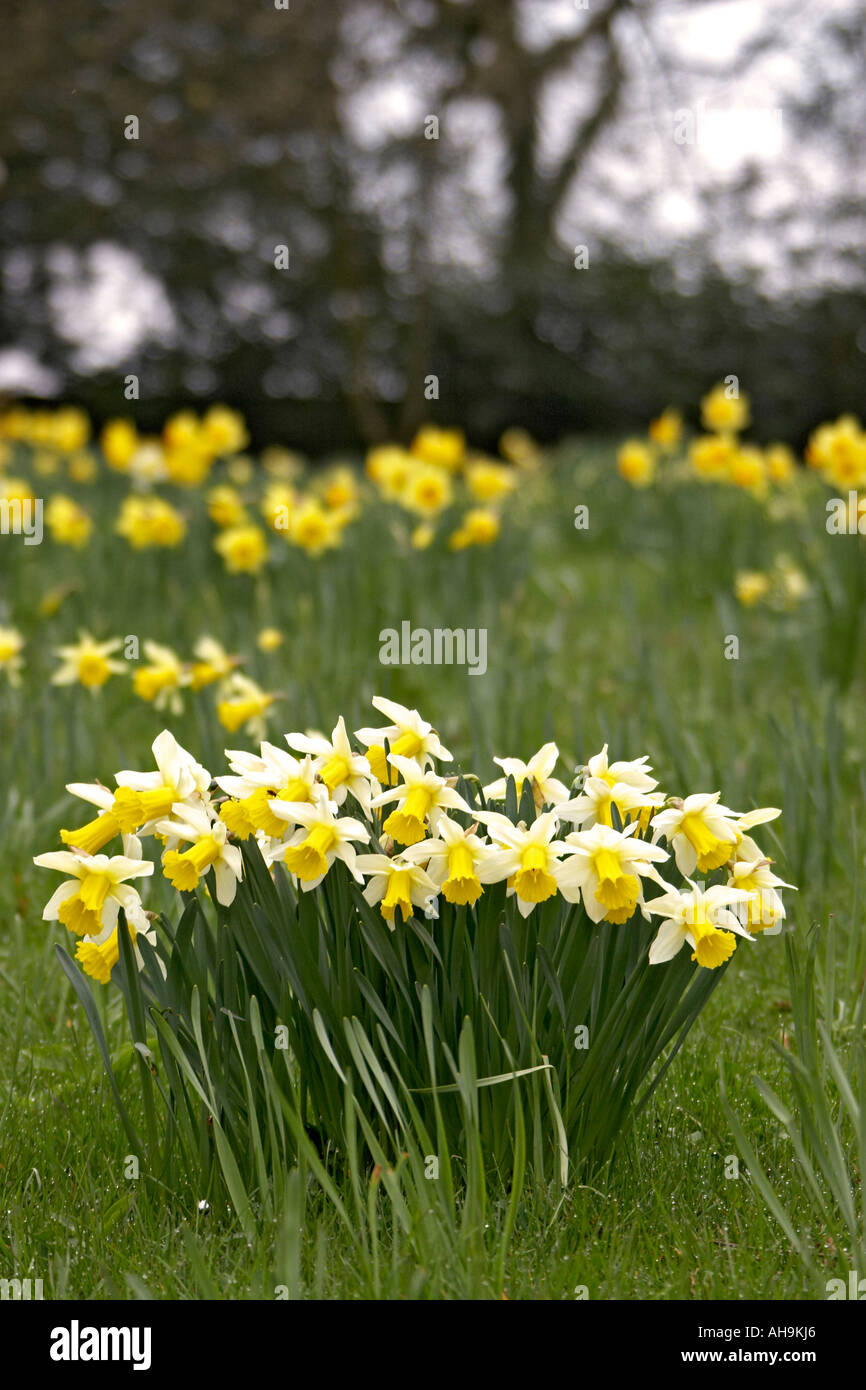 Spring daffodils in gardens Gloucestershire England UK Stock Photo - Alamy