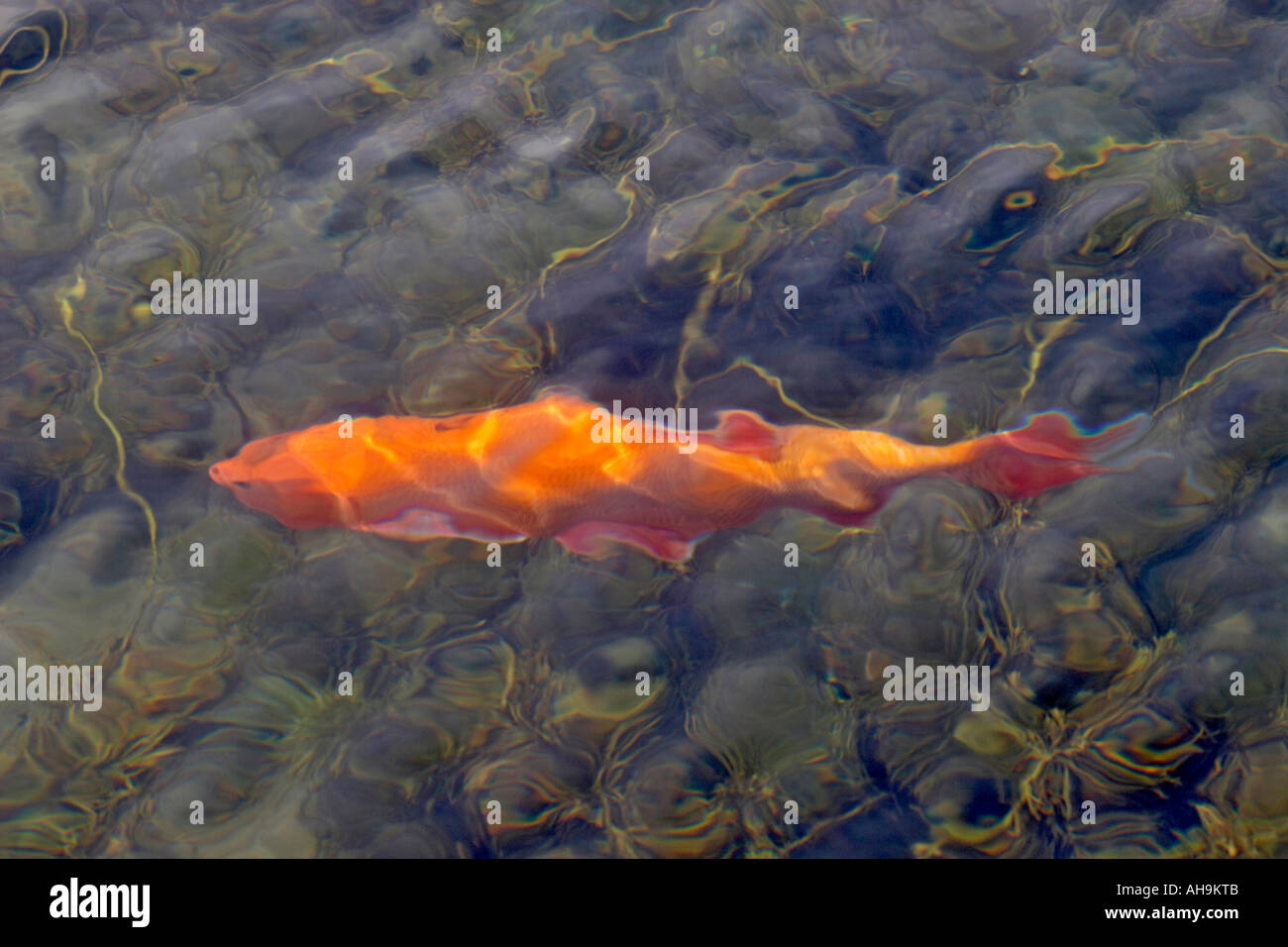 Beautiful coy carp hi-res stock photography and images - Alamy
