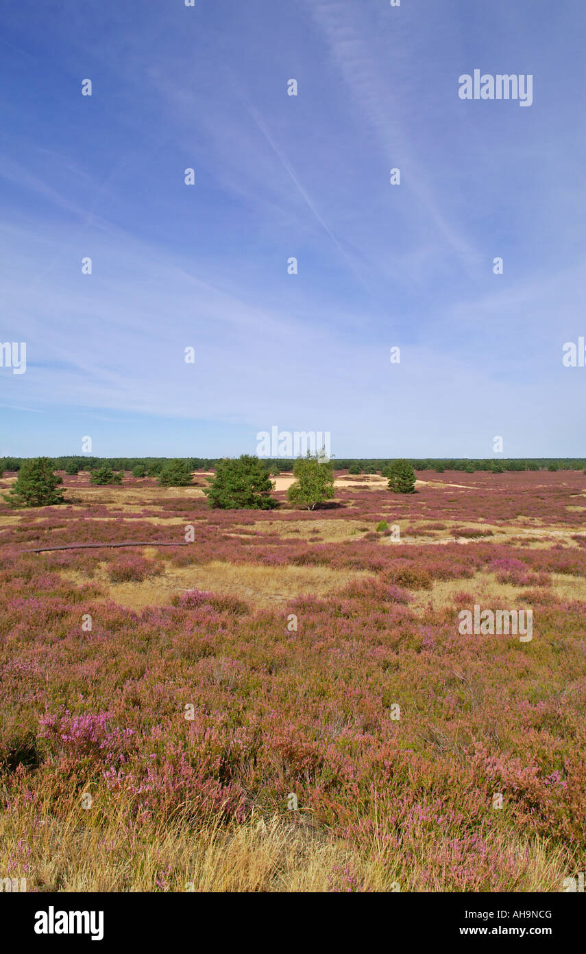 Lower heathland hi-res stock photography and images - Alamy