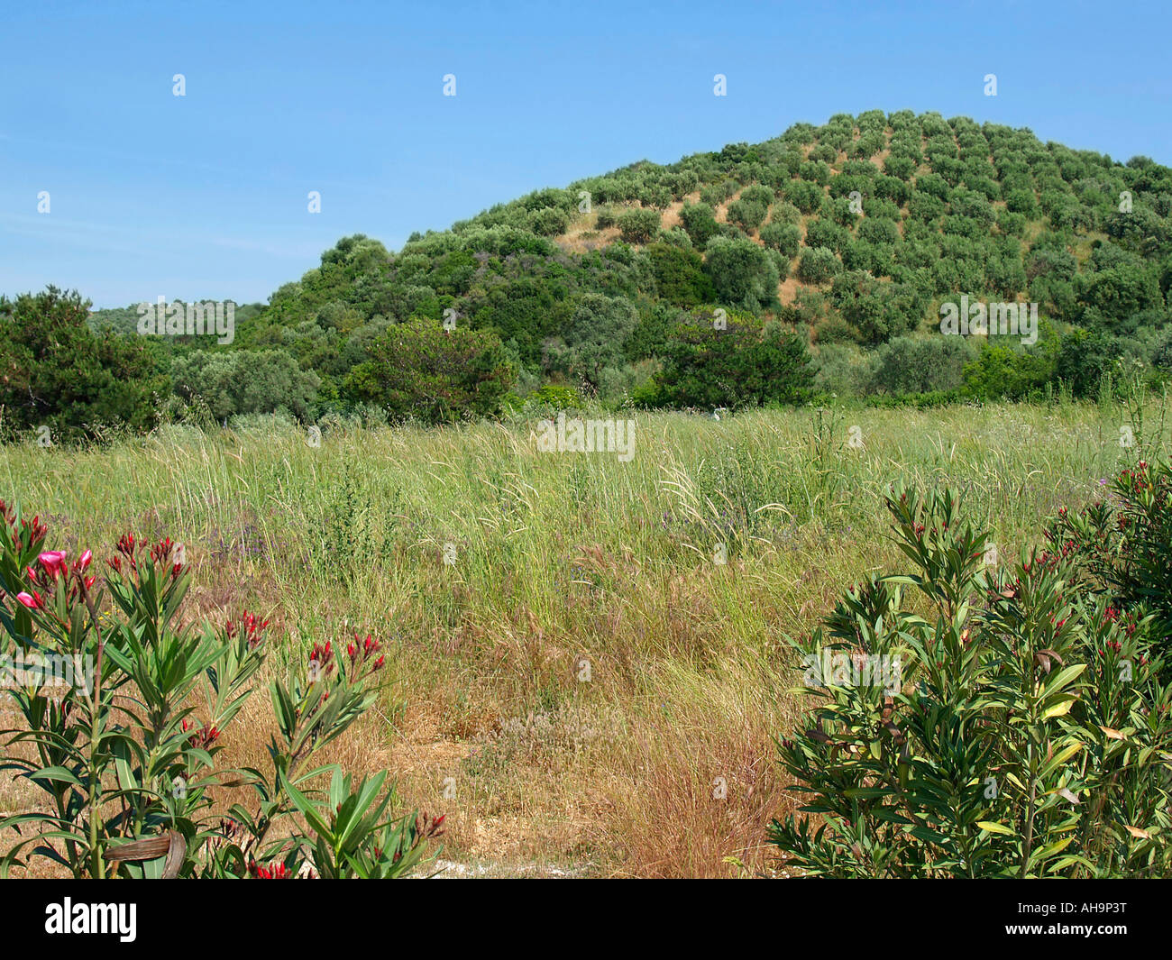 landscape with meadows and olive tree gardens on the peninsula Sithonia ...