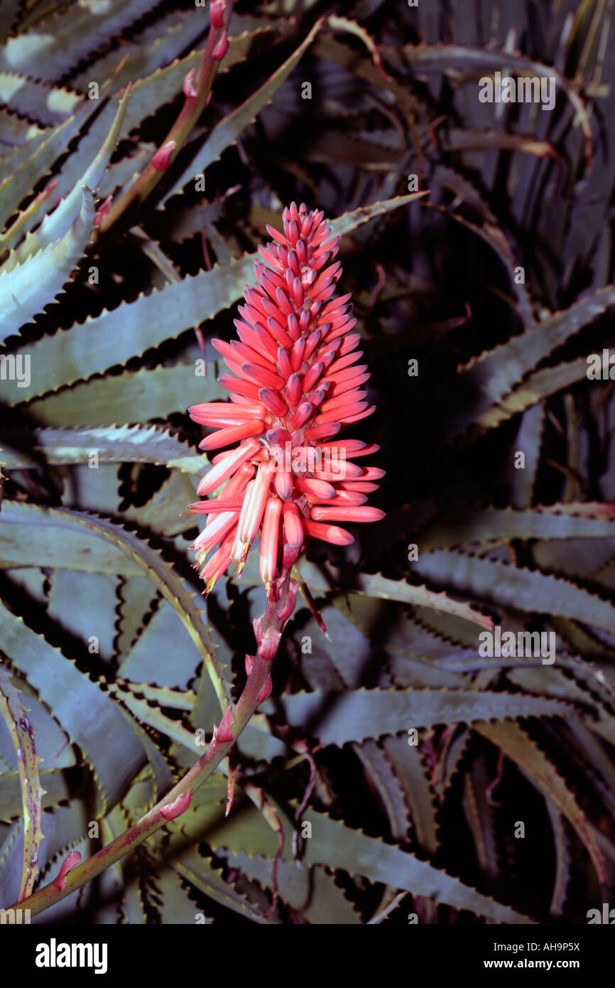 Krans flower hi-res stock photography and images - Alamy